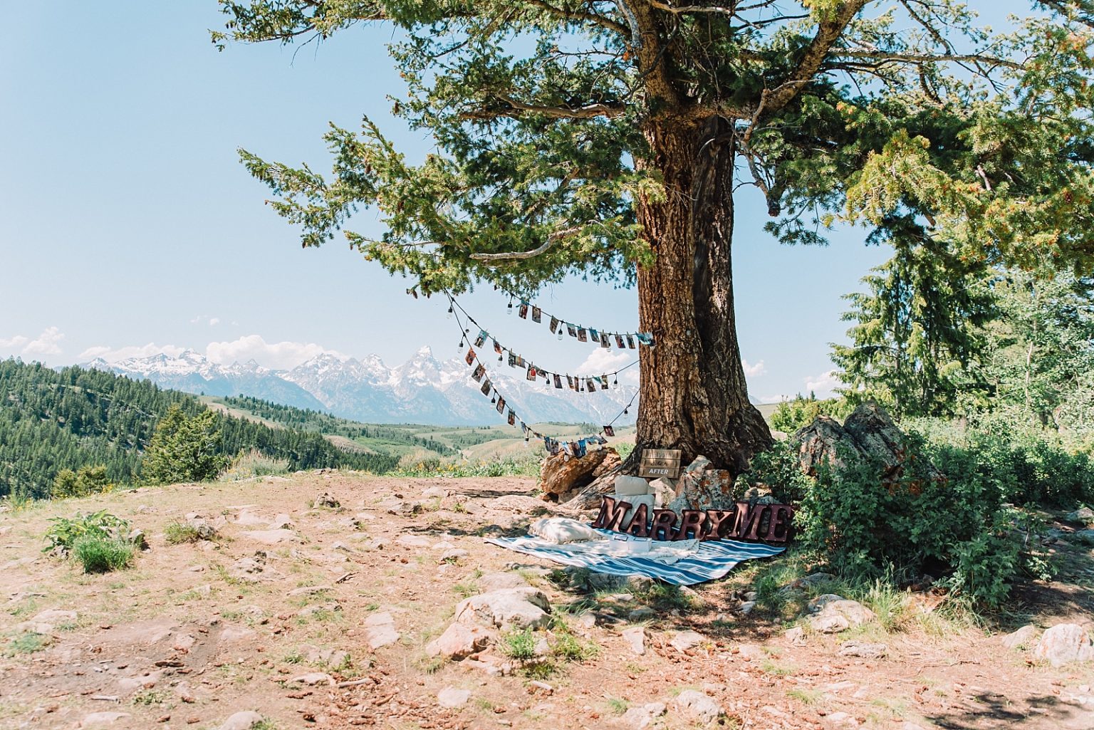 Wedding Tree Proposal in Bridger-Teton National Forest - Janelle & Co Photo